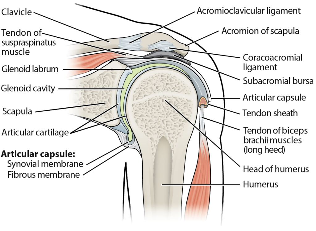 Shoulder Surgery | Templeton, CA | Dr William Sima, MD